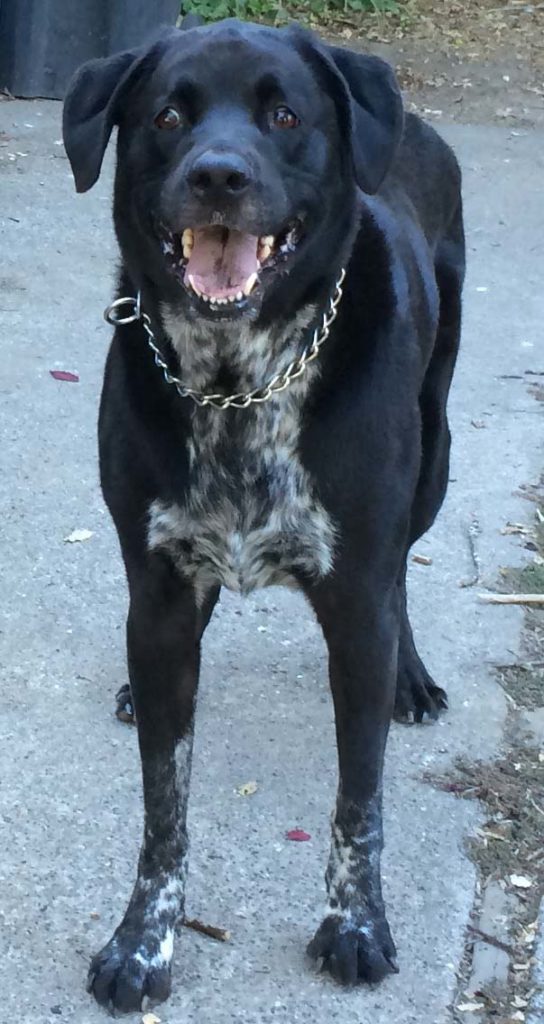 For Winston, The Best Dog Ever – Think, dude, think!